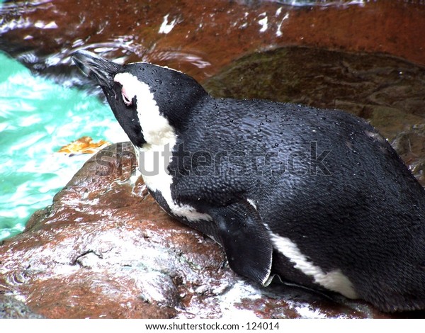 Penguin Lying Down Stock Photo 124014 | Shutterstock