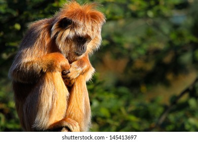 Cartera de fotos e imágenes de stock de JoshRobison | Shutterstock