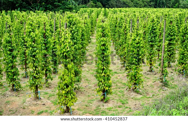 Pepper Tree Stock Photo (Edit Now) 410452837