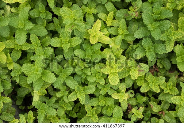 Peppermint Stock Photo 411867397 | Shutterstock
