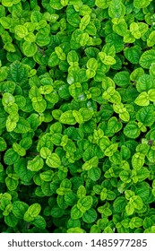 Peppermint Tree Surface Texture Background Stock Photo 1485977285 ...