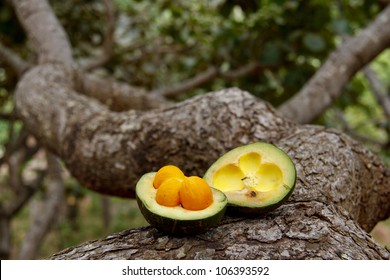 322 Pequi Tree Images, Stock Photos & Vectors | Shutterstock