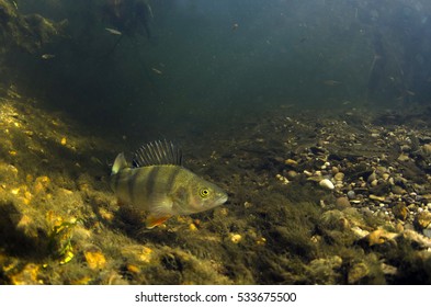 7,781 Perch underwater Images, Stock Photos & Vectors | Shutterstock