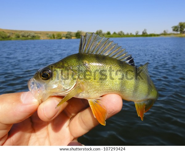 Perch Fish Stock Photo (Edit Now) 107293424