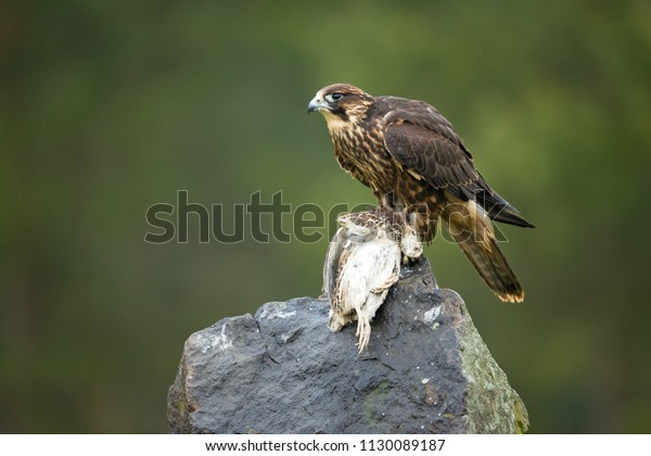 Peregrine Falcon Raptor Bird Prey Adults Stock Photo 1130089187 ... Peregrine Falcon Raptor Bird Prey Adults Stock Photo 1130089187 ...