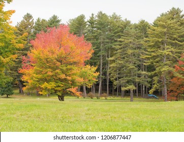 Perfect Fall Tree Stock Photo 1206877447 | Shutterstock
