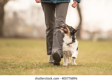 904 Dog walking heel Images, Stock Photos & Vectors | Shutterstock