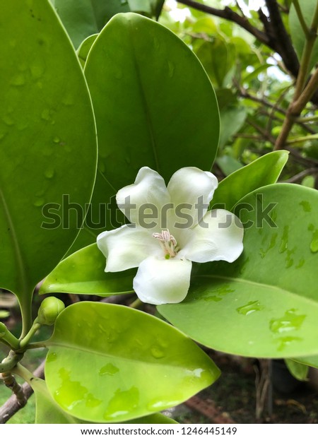 Perfume Flower Tree Stock Photo 1246445149 | Shutterstock