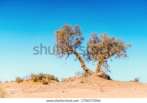 Persistent Old Dwarf Acacia Tree On Stock Photo 1706572066 | Shutterstock