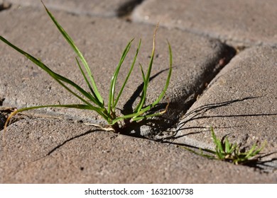 109 Stubborn weed Images, Stock Photos & Vectors | Shutterstock