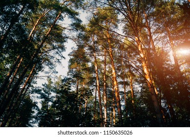 Dark Side View Tree Rising Sun Stock Photo 1380948371 | Shutterstock