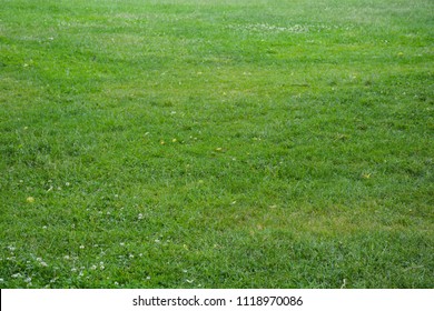 Perspective Grass Texture Stock Photo 1118970086 | Shutterstock