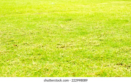 Perspective Green Grass Texture Background Natural Stock Photo ...