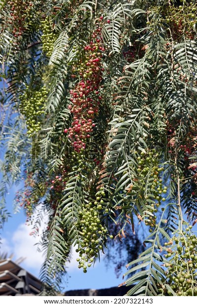 Peruvian Pepper Tree Schinus Molle Branches Stock Photo 2207322143 ...