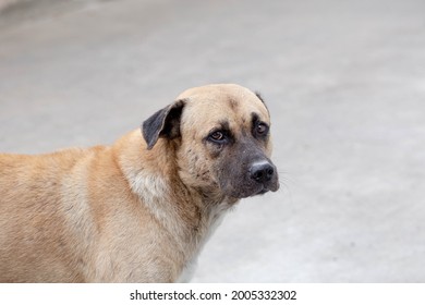 8,012 Look pitiful Images, Stock Photos & Vectors | Shutterstock