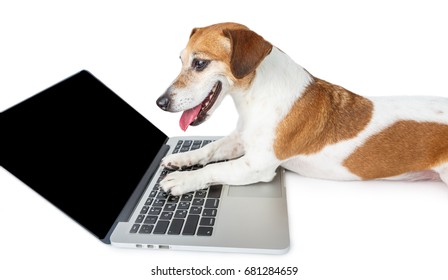 6,220 Computer Puppy Stock Photos, Images & Photography | Shutterstock