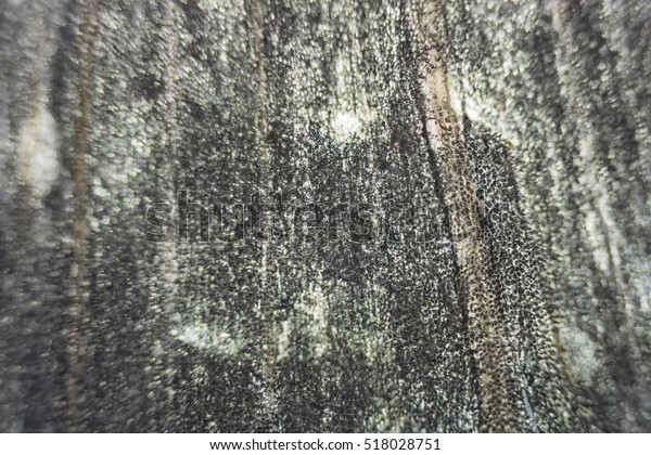 Petal Under Microscope Stock Photo 518028751 | Shutterstock