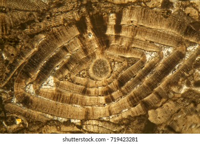 Petrographic Thin Section Under Microscope Polarized Stock Photo ...