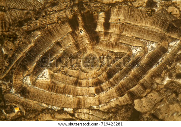 Petrographic Thin Section Under Microscope Polarized Stock Photo ...