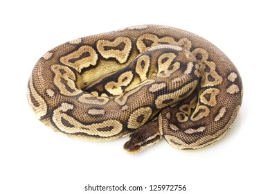 Pewter Ball Python Python Regius On Stock Photo 20762233 | Shutterstock