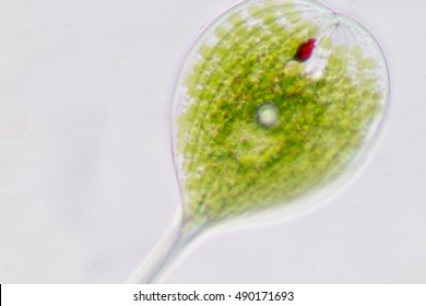 26 Photos plant animal cells microscope Images, Stock Photos & Vectors ...
