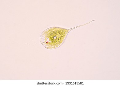 Phacus Unicellular Phylum Euglenozoa Under Microscope Foto de stock ...