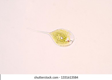 Phacus Unicellular Phylum Euglenozoa Under Microscope Foto de stock ...
