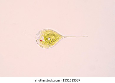 Phacus Unicellular Phylum Euglenozoa Under Microscope Foto de stock ...