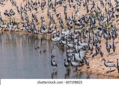 Phalodi Migration Stock Photo 607198823 | Shutterstock