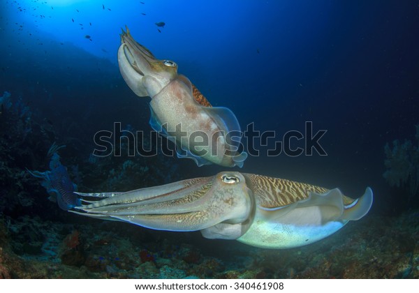 Pharaoh Cuttlefish Mating Fighting Stock Photo 340461908 | Shutterstock