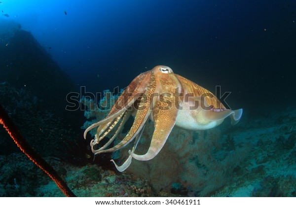 Pharaoh Cuttlefish Mating Fighting Stock Photo (Edit Now) 340461911