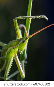 5 Phasm 图片、库存照片和矢量图 | Shutterstock