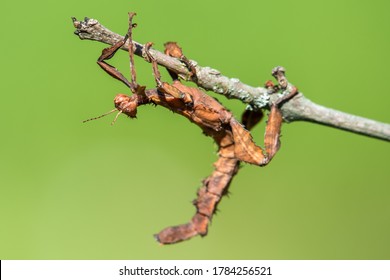 Phasmidae Images, Stock Photos & Vectors | Shutterstock