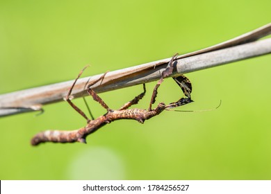 Phasmatodea Sitting On Branch Phasmida Phasmatoptera Foto stock ...