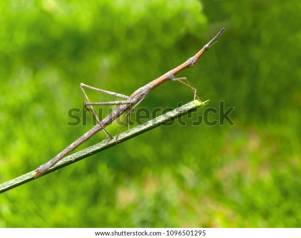 Phasmatodea Sitting On Branch Phasmida Phasmatoptera Stock Photo ...