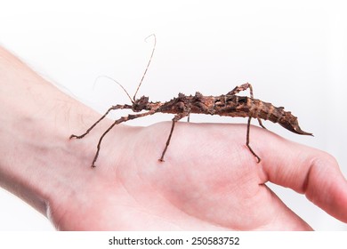 Phasmatodea Stick Insect On Human Hand Stock Photo 250583752 | Shutterstock