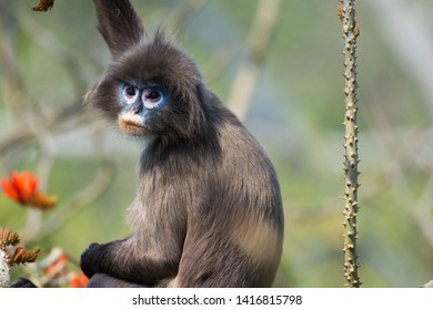 Phayres Leaf Monkeytrachypithecus Phayrei Known Phayres Stock Photo ...
