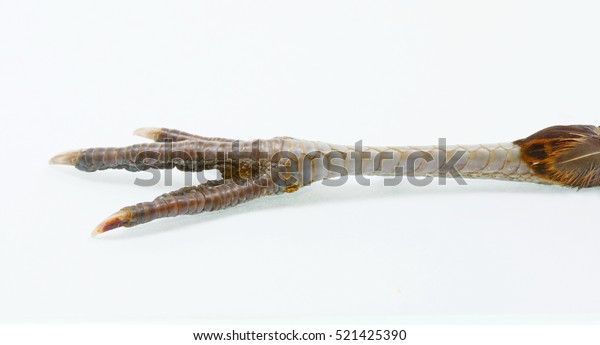 Pheasant Legs Cute Bird Feet Beautiful Stock Photo (Edit Now) 521425390 Pheasant Legs Cute Bird Feet Beautiful Stock Photo (Edit Now) 521425390