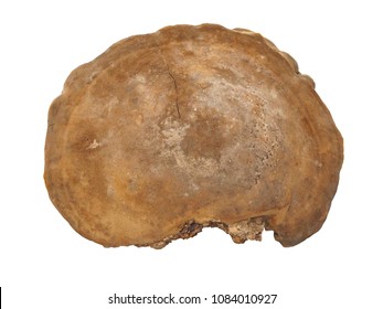 Igniarius Images, Stock Photos & Vectors | Shutterstock