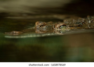 Philippine Crocodile Crocodylus Mindorensis Known Mindoro Stock Photo ...