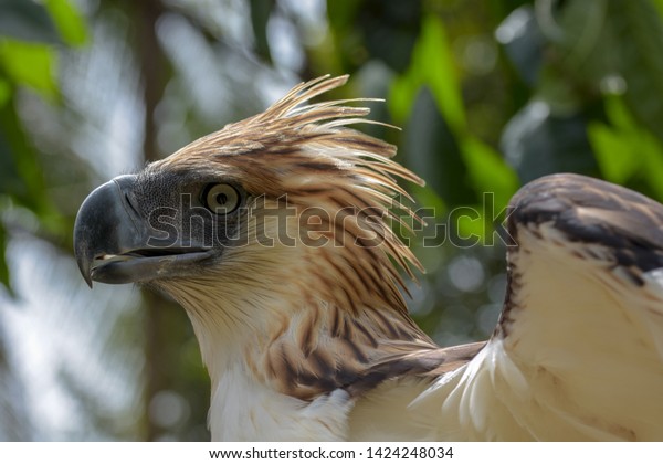 Philippine Eagle Pithecophaga Jefferyi Known Monkeyeating Stock Photo ... Philippine Eagle Pithecophaga Jefferyi Known Monkeyeating Stock Photo ...