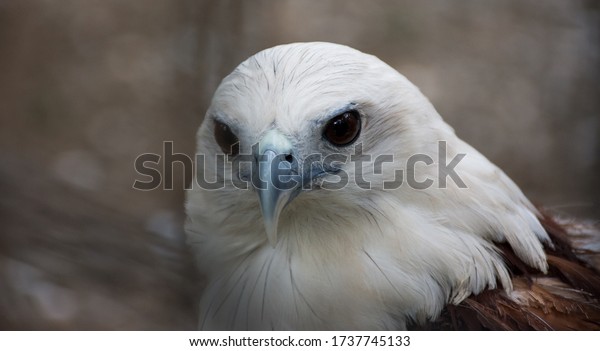 Philippine Hawk Eagle Closeup Portrait Stock Photo 1737745133 ...