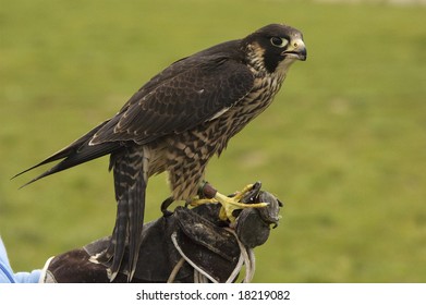 Photo Close Trained Hawk Stock Photo 18219082 | Shutterstock