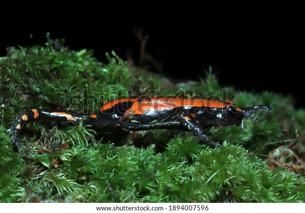 Phrynomantis Microps Walking Frog On Moss Stock Photo 1894007596 ...