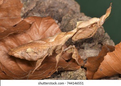 580 Ghost Mantis Images, Stock Photos & Vectors | Shutterstock