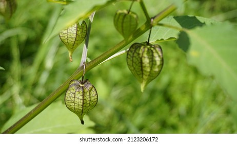 2,751 Peruvian cherries Images, Stock Photos & Vectors | Shutterstock