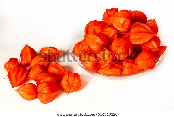 Physalis Sometimes Physalis Bladder Genus Flowering Stock Photo ...