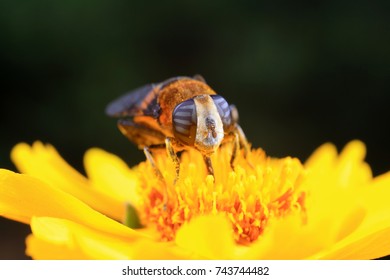 Phytomia Zonata Stock Photo 699162334 | Shutterstock