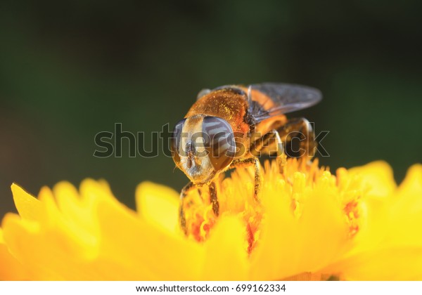 Phytomia Zonata Stock Photo 699162334 | Shutterstock