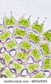 Phytoplankton Under Microscope Stock Photo 489569059 | Shutterstock